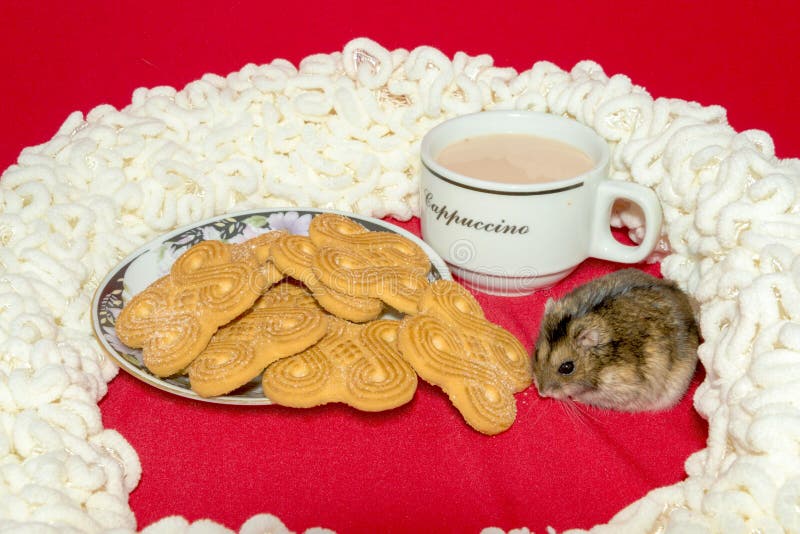 Hamster eat cookie stock image. Image of hamster, shot - 27195817