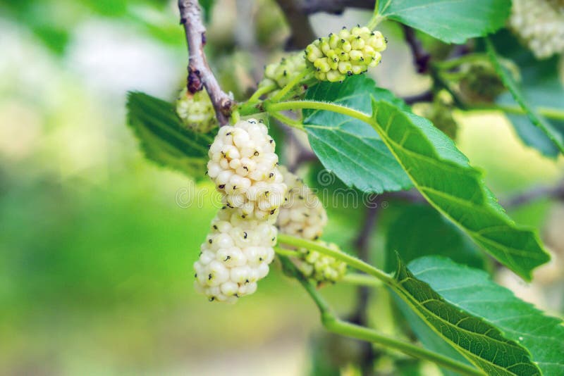 White Mulberry Close-up on Tree Branches Stock Image - Image of harvest ...