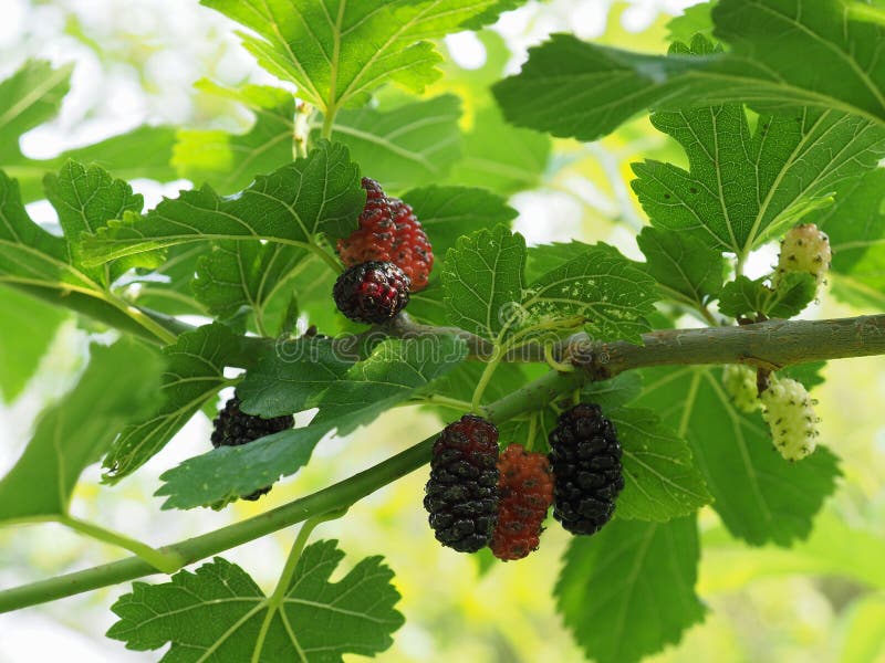 White Mulberry Tree (Morus Alba) Leaf Isolated Over White Stock Photo ...