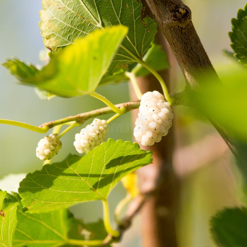 White Mulberry Tree Branch Stock Images - Download 1,230 Royalty Free ...