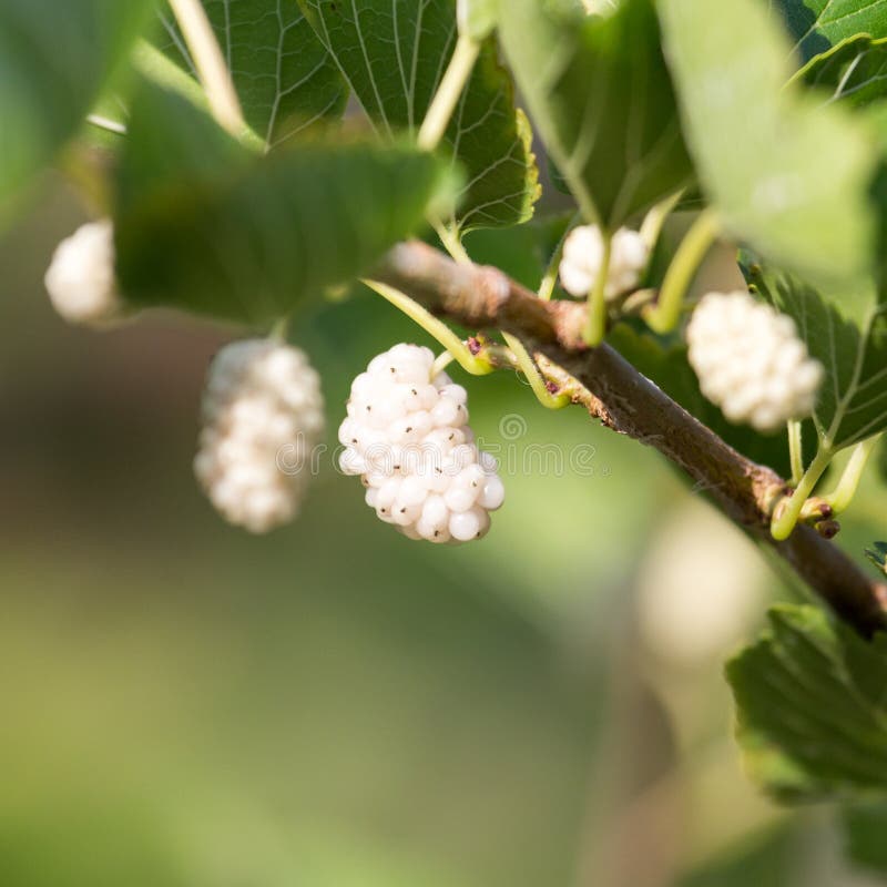 White Mulberry Tree Branch Stock Images - Download 1,230 Royalty Free ...