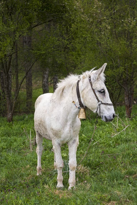 White mule stock photo. Image of traditional, mammal - 53360258