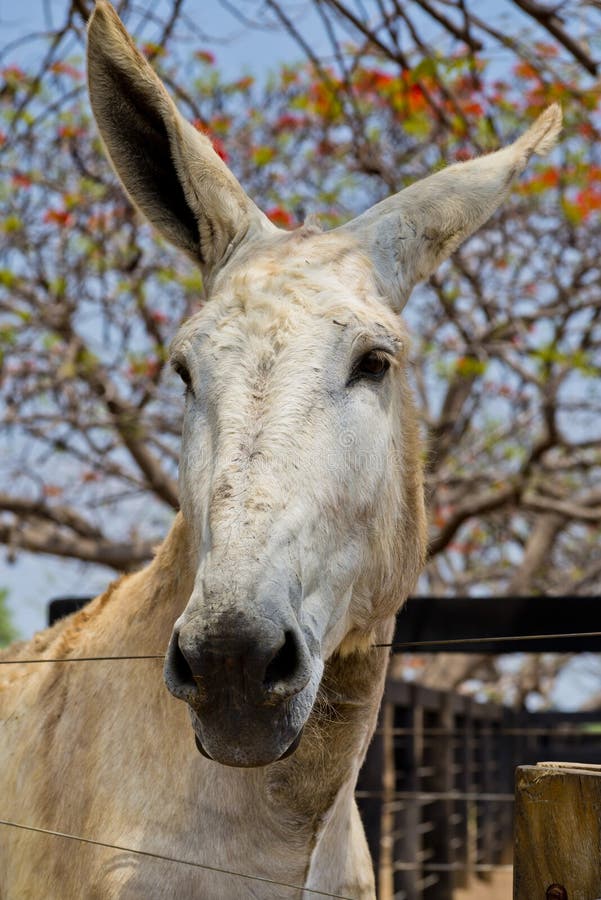 White Mule Portrait with Red Flowers Tree and Blue Sky Background Stock ...