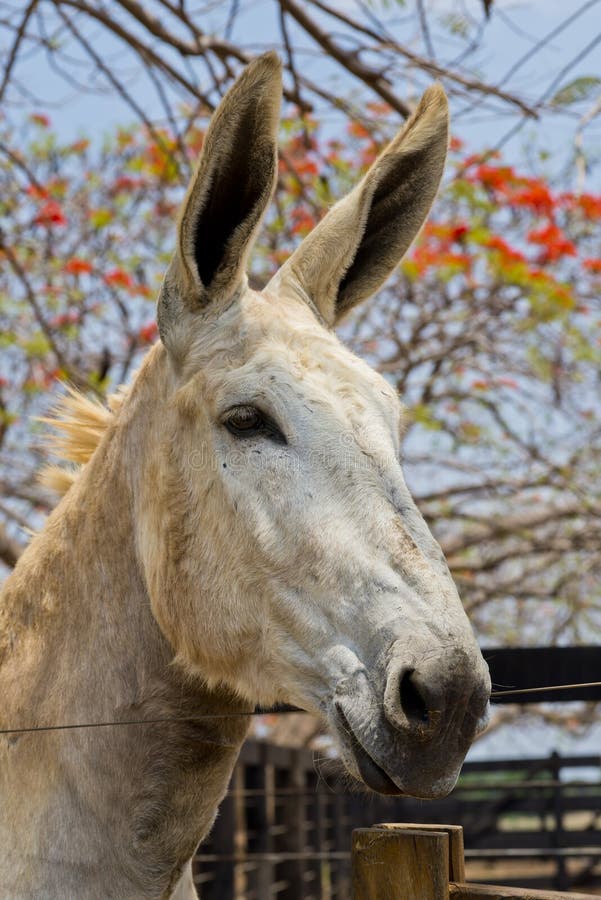 White Mule Portrait with Blue Sky Background Stock Image - Image of ...