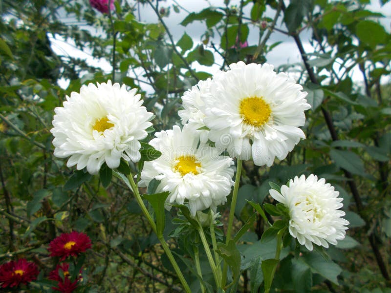 Maroon Mums Aster Flowers Close Ups Crysanthemums Stock Image - Image ...
