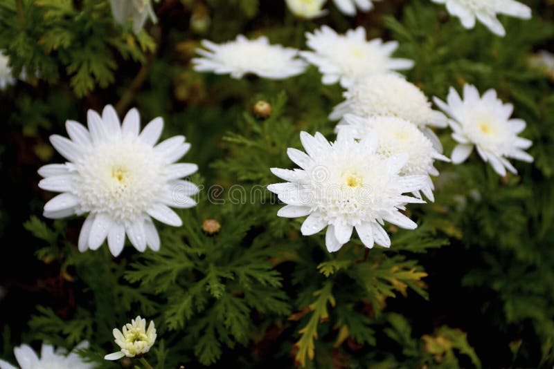 White Mums 834875 stock image. Image of 834875, peru - 175112119
