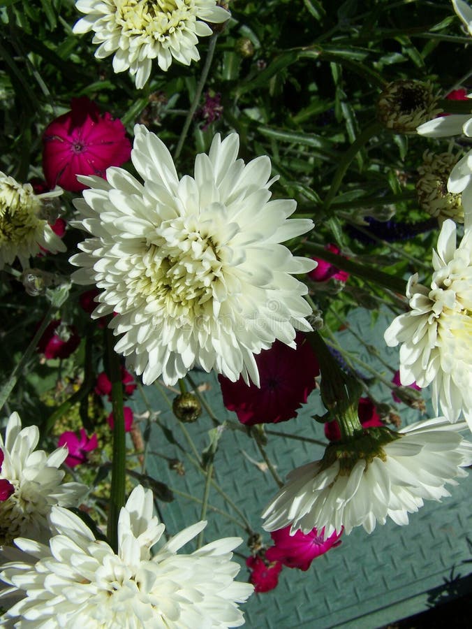 White Mums - vertical stock photo. Image of petals, white - 136472946