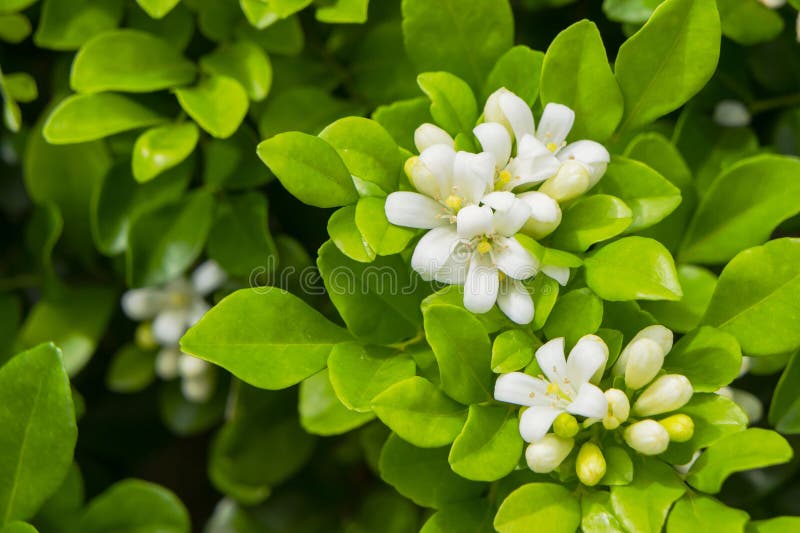 The White Murraya Paniculata Flower Stock Image - Image of beautiful ...