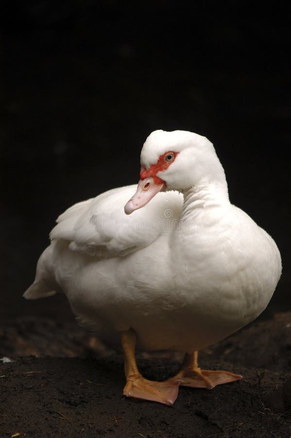 White Muscovy duck stock photo. Image of bird, feathers - 20104826