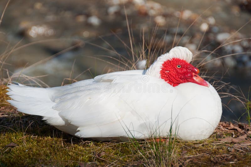 White Muscovy Duck with Red Face Stock Photo - Image of duck, stream ...