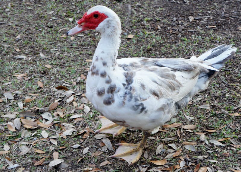 White Muscovy Duck stock image. Image of wild, domesticated - 32963381
