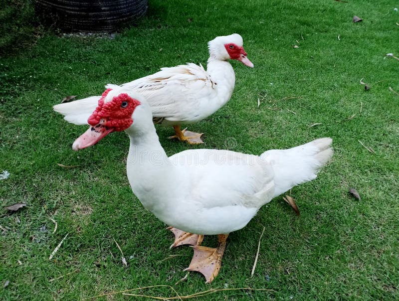 The white Muscovy ducks stock photo. Image of fauna - 255461918
