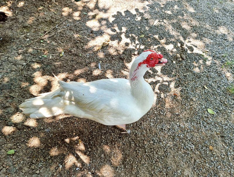 White Muscovy Ducks Walking on the Ground Stock Photo - Image of ...