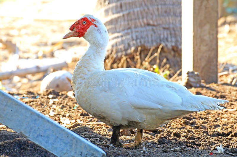 The White Muscovy in Nature Stock Image - Image of asian, natural: 67075157