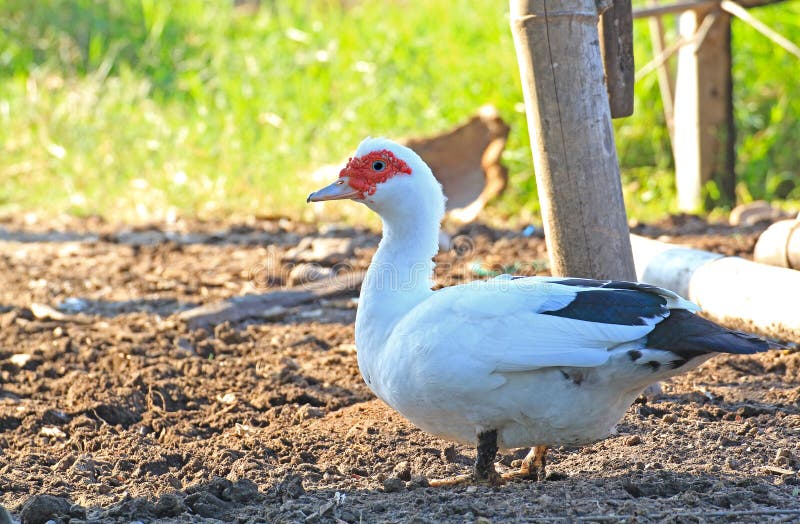 The White Muscovy in Nature Stock Photo - Image of festival, duck: 67075742