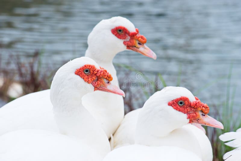 White Muscovy Duck stock image. Image of wild, domesticated - 32963381