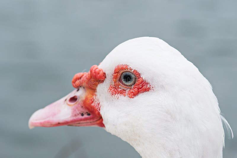 White Muscovy Red Face Thailand. Stock Photo - Image of farming, beak ...
