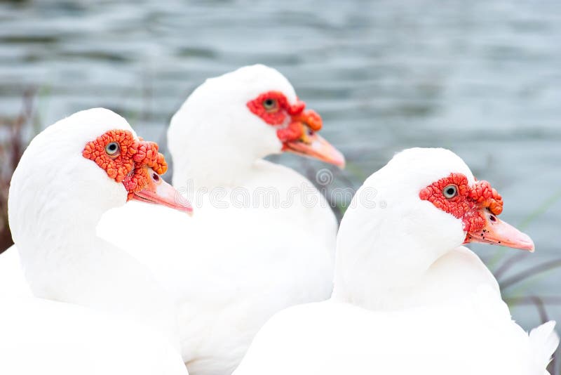 White Muscovy Red Face Thailand. Stock Image - Image of agriculture ...