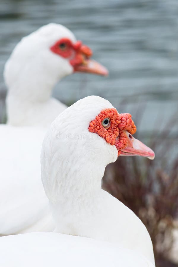 White Muscovy Red Face Thailand. Stock Image - Image of domestic ...