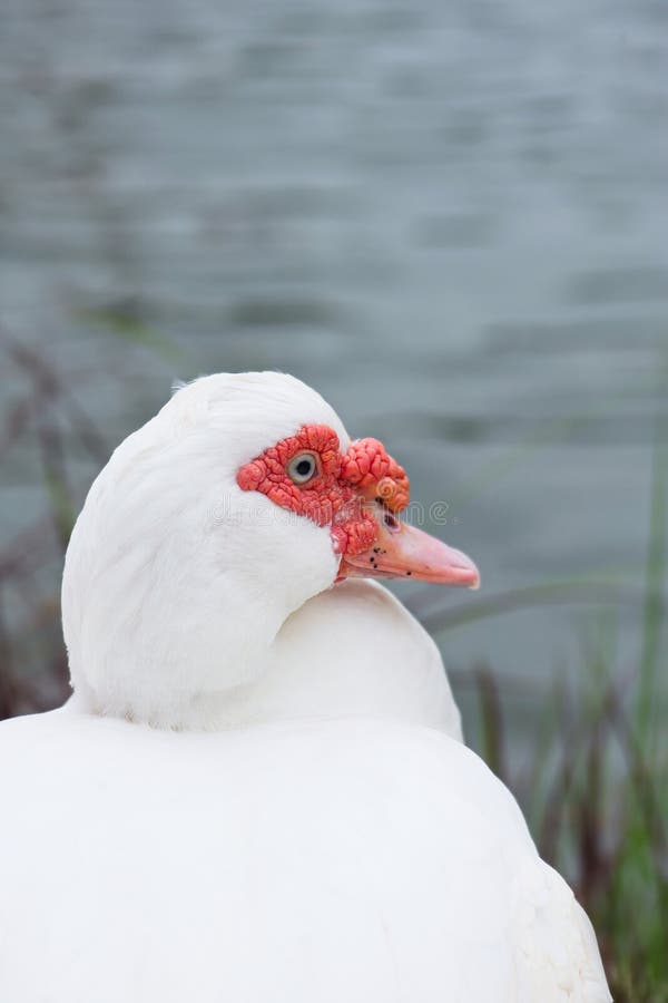 White Muscovy Red Face Thailand. Stock Image - Image of farmland ...