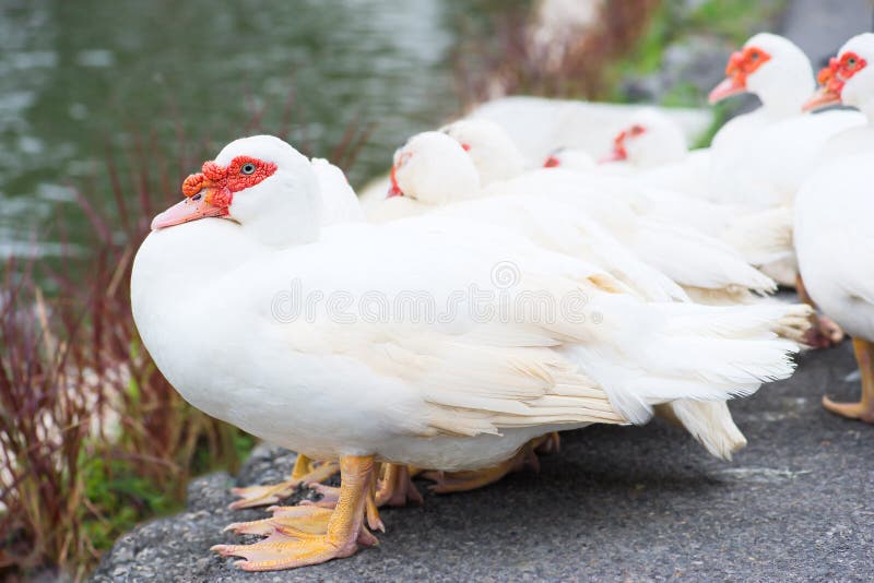 White Muscovy Red Face Thailand. Stock Image - Image of ducky, farmland ...
