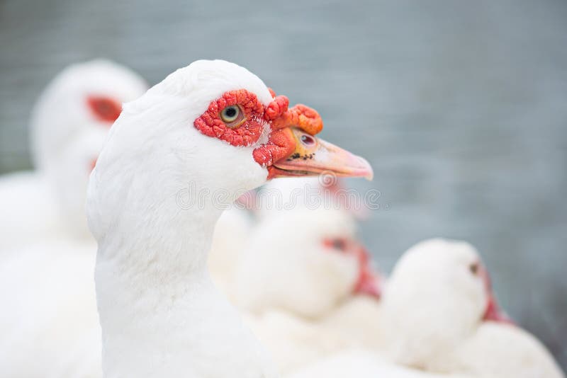White Muscovy Red Face Thailand. Stock Image - Image of duckling ...