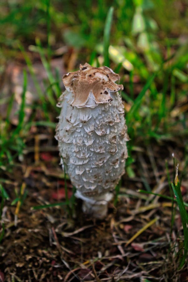 White Coprinus Mushrooms On The Ground. Three White Oval-shaped ...