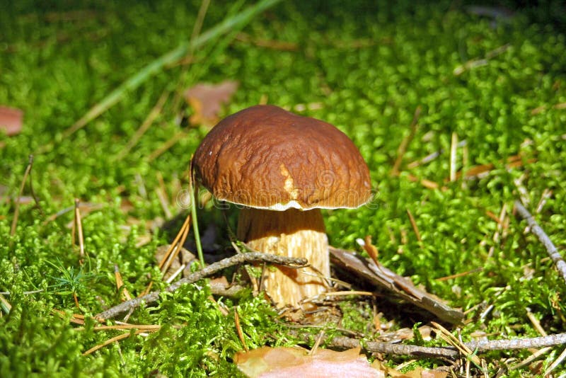 White Mushroom (Cep) in a Forest Stock Image - Image of gills, eatable ...