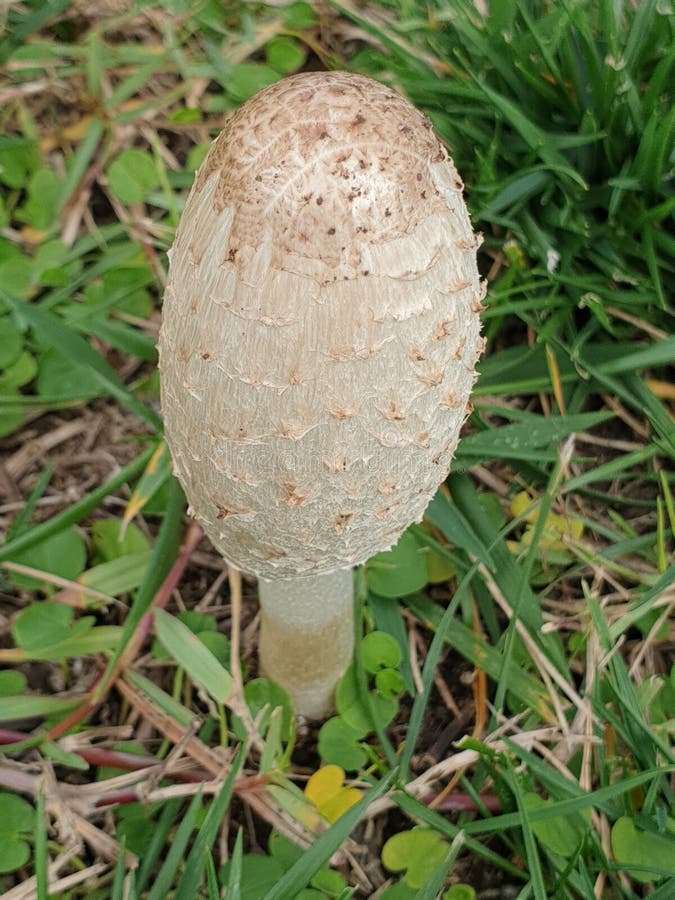 White Mushroom Coprinus Comatus in Development, Sprouting among the ...
