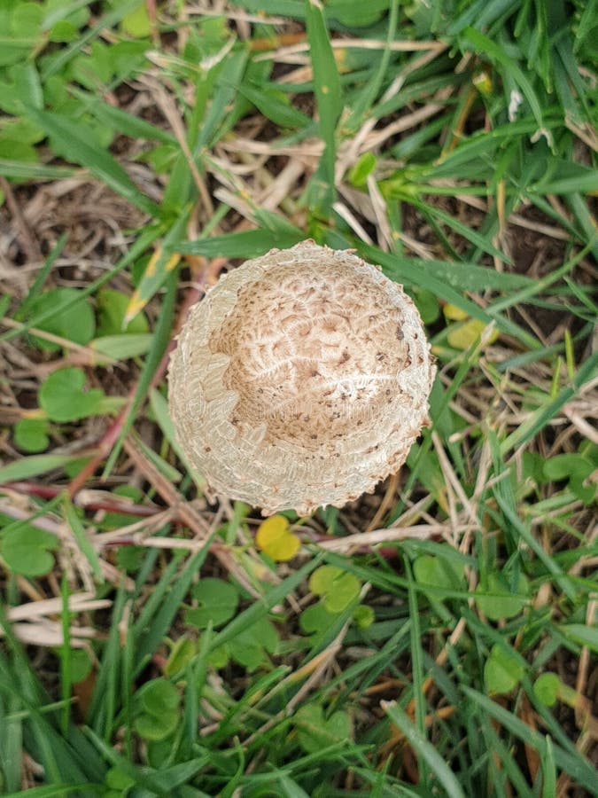 White Mushroom Coprinus Comatus in Development, Sprouting among the ...