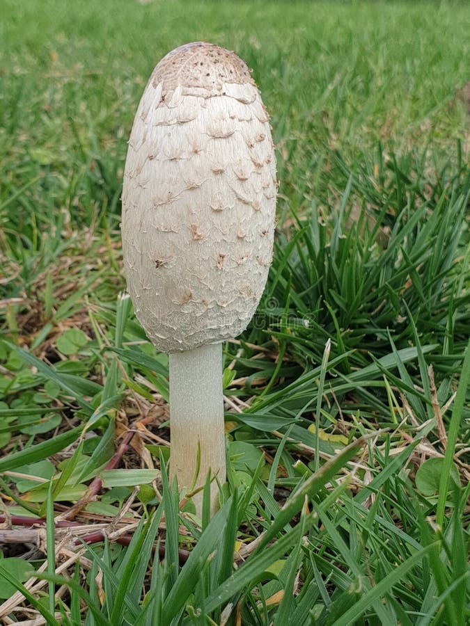 White Mushroom Coprinus Comatus in Development, Sprouting among the ...