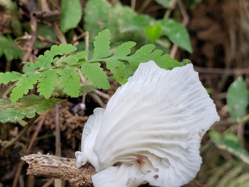White Mushroom with Delicate Ruffled Cap Growing on a Twig Stock Photo ...