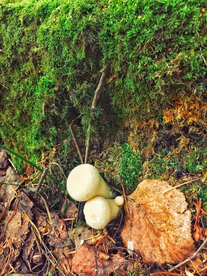 White mushroom stock photo. Image of white, swamp, mushroom - 125685858