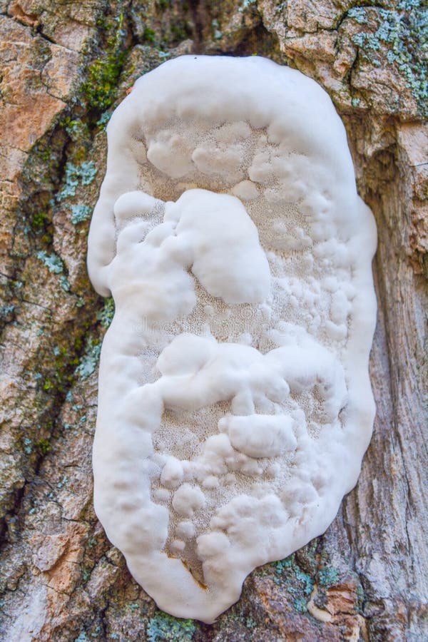 White Mushroom Fungus Grows Parasitize on Old Tree Trunk Stock Image ... White Mushroom Fungus Grows Parasitize on Old Tree Trunk Stock Image ...