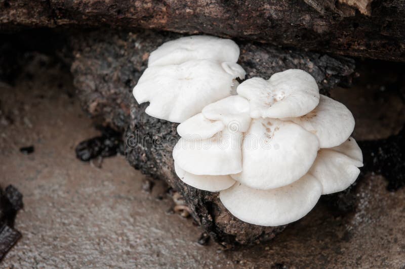 White Mushroom Growing on Mango Limb Decay Stock Photo - Image of ...