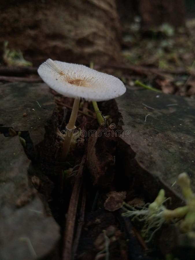 White Mushroom Growing from a Rock Stock Photo - Image of growing, rock ...