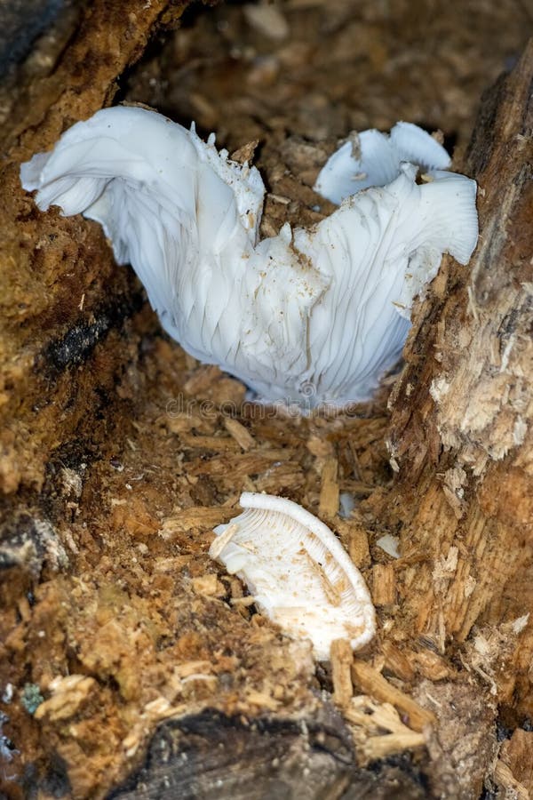 White Mushroom Growing on a Rotting Tree Stump Stock Image - Image of ...