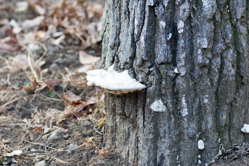 White Mushroom Growing on a Trunk of Tree Stock Photo - Image of fresh ...