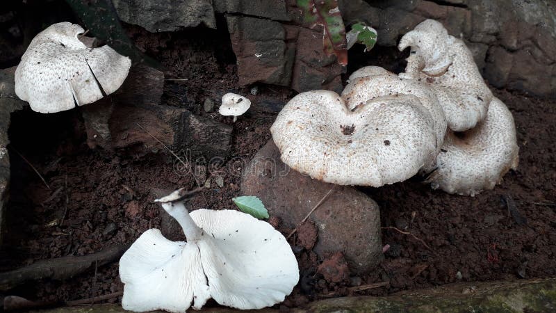 A White Mushroom or Jamur in the Garden Stock Photo - Image of jamur ...