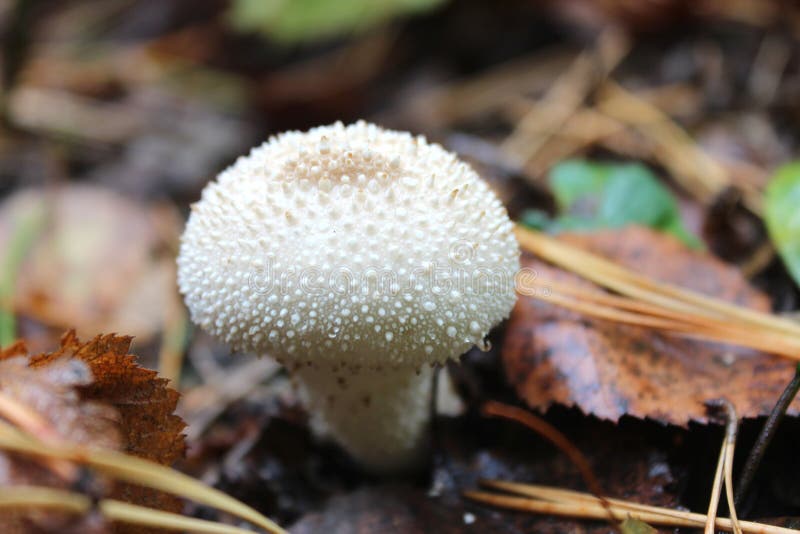 White Mushroom of Lycoperdon Stock Image - Image of crop, beautiful ...