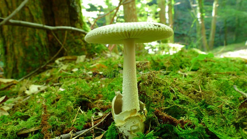 Tree with Moss in an Area of Dense Forest Vegetation Stock Photo ...