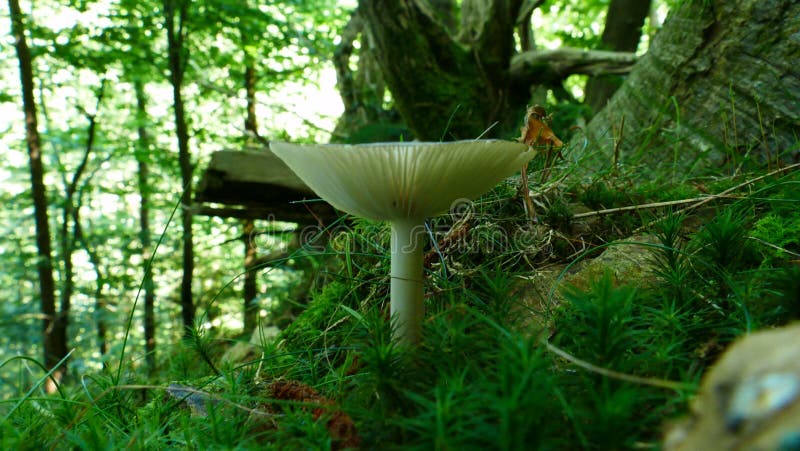Tree with Moss in an Area of Dense Forest Vegetation Stock Photo ...