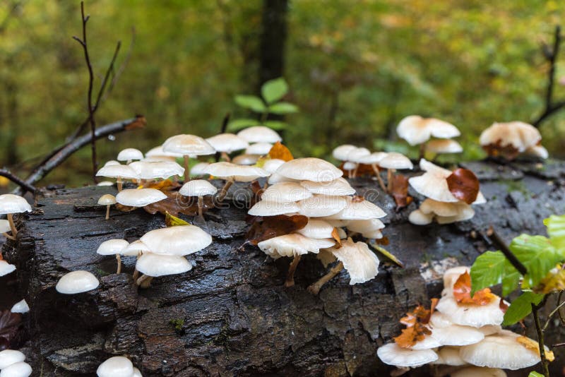 White Mushroom on Rotten Stem Stock Photo - Image of bark, macro: 226926648