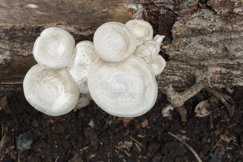 White Mushroom with Wood Decay. Stock Image - Image of forest, pattern ...