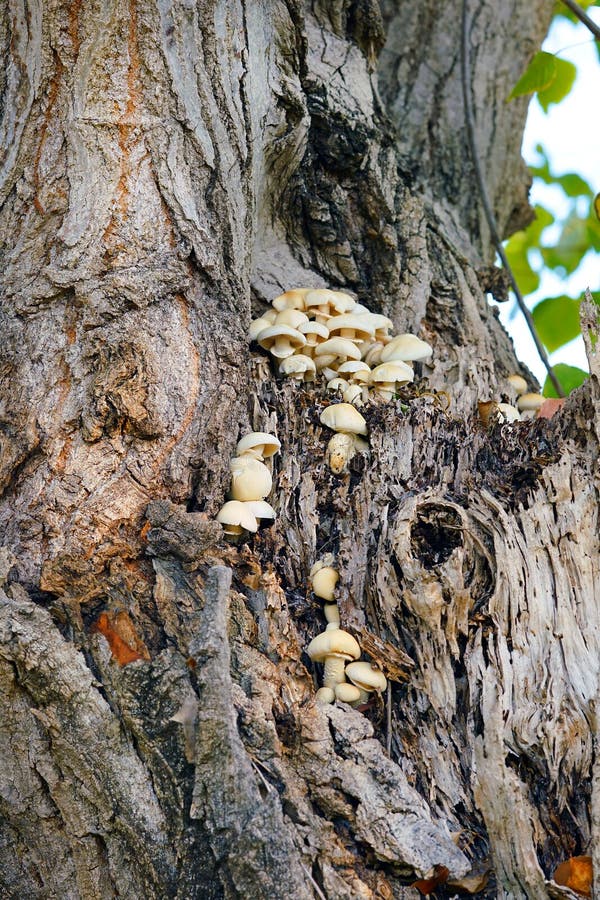 Group Of White Mushrooms Growing On A Tree Trunk I Stock Image - Image ...