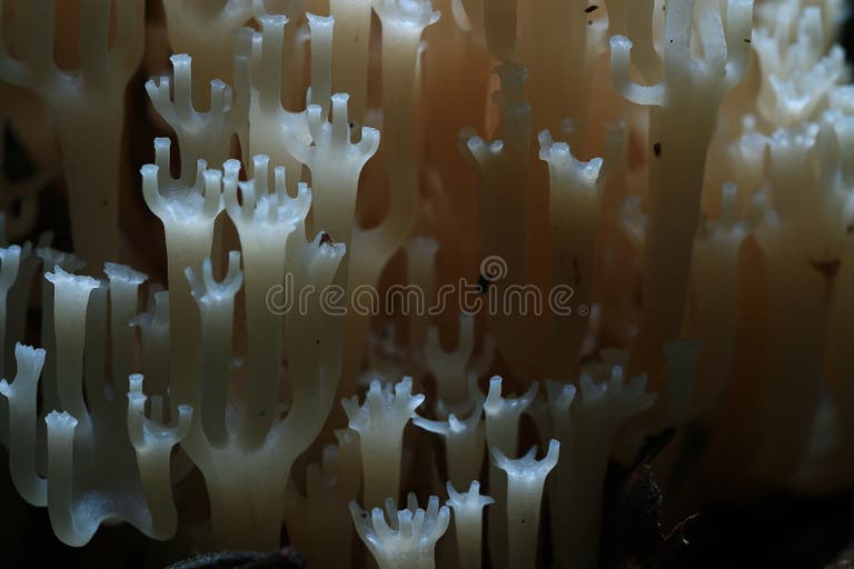 3,040 Mycelium Texture Stock Photos - Free & Royalty-Free Stock Photos ...
