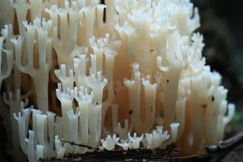 White mushrooms texture stock photo. Image of forest - 59556410