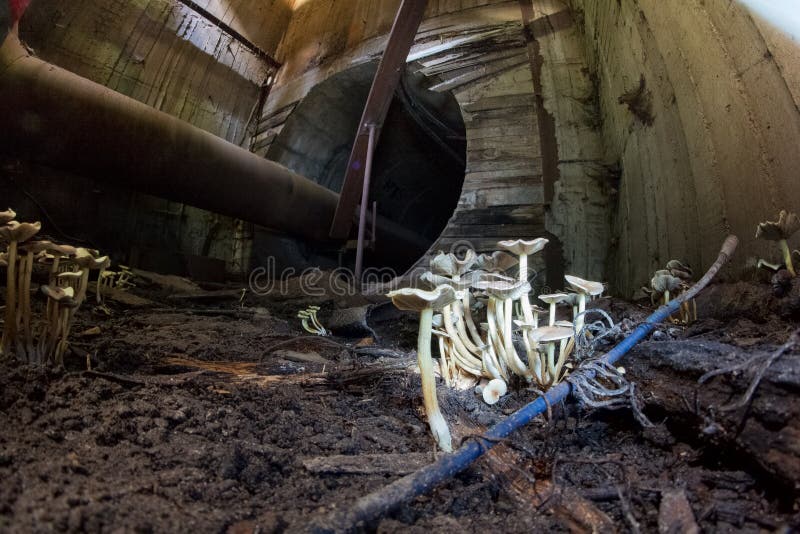 White Mushrooms in Underground Sewer Tunnel Stock Image - Image of ...