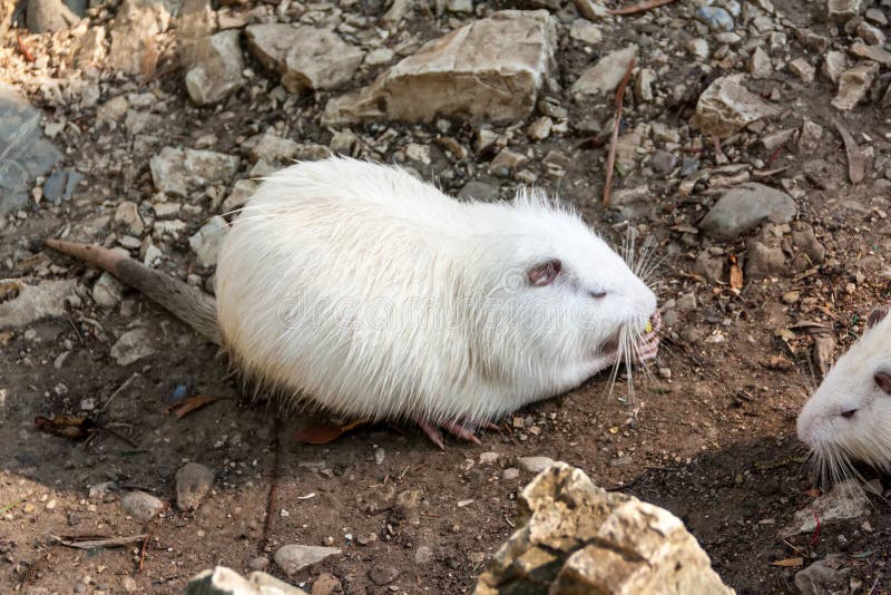 The White Muskrat in Habitat Stock Image - Image of eating, environment ...