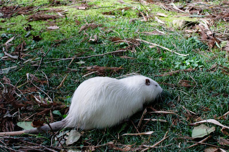 White Muskrat Resting on the Grass Stock Photo - Image of white, furry ...